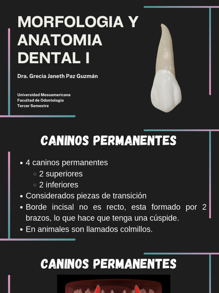 Anatomía y Morfología del Canino Superior | PDF | Anatomia dental ...
