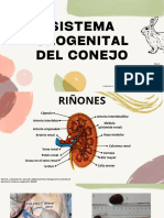 Anatomía de la Faringe y Laringe en Perros | PDF | Laringe ...