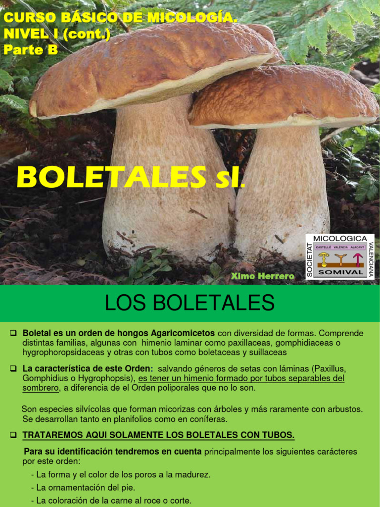 Curso Basico (Cont.) Parte 2 Boletales SL | PDF