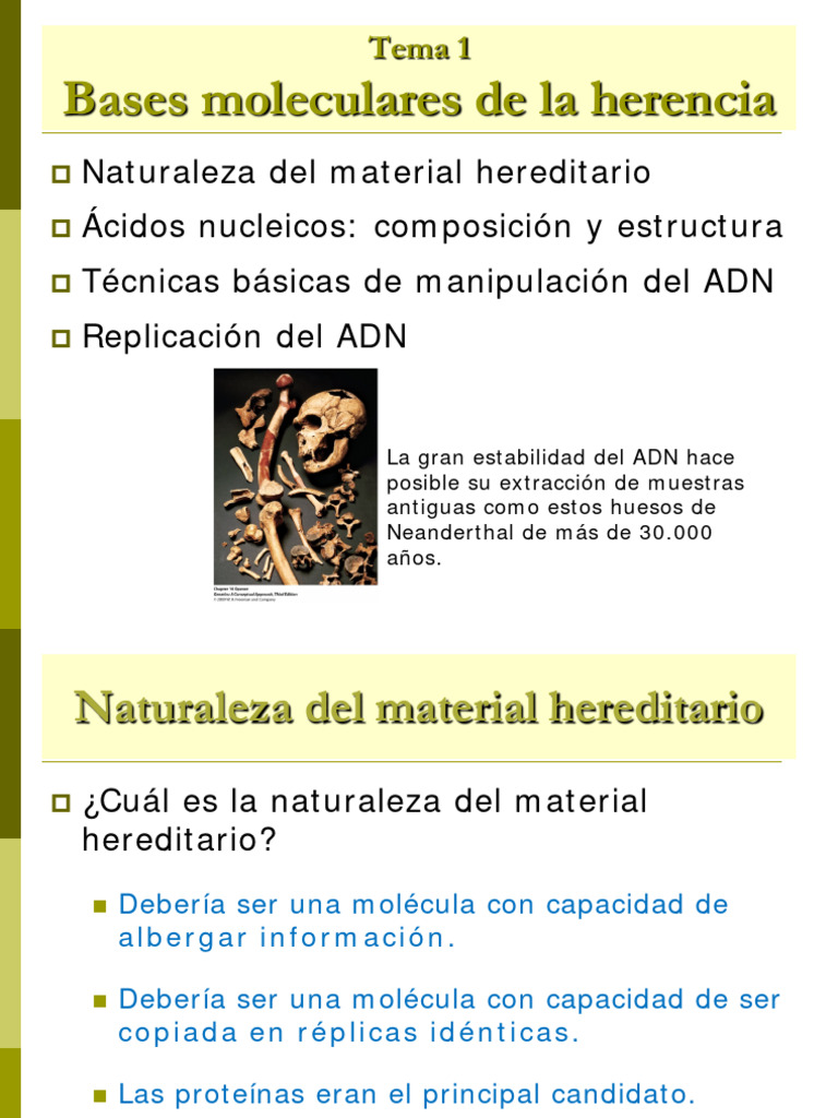 Tema 1 Bases Moleculares de La Herencia 2023 | PDF | Reacción en cadena de la polimerasa | Adn