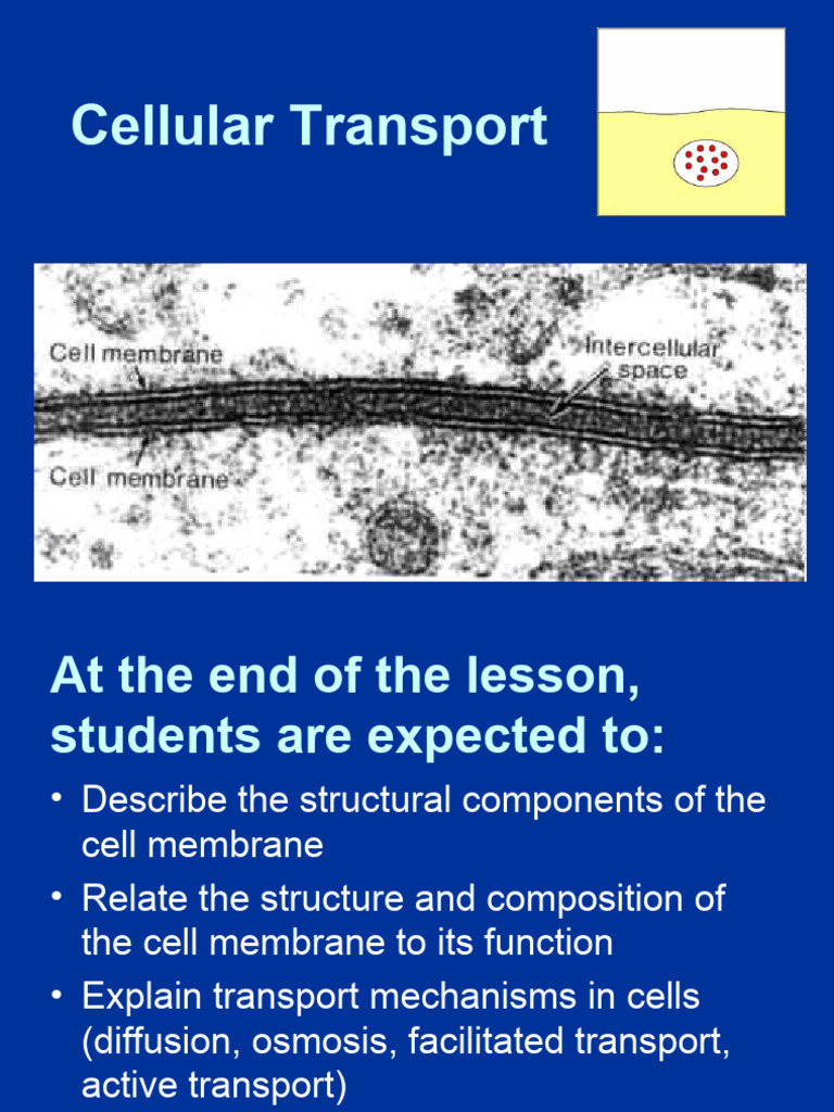Lesson 4 Cellular Transport | PDF | Cell Membrane | Lipid Bilayer