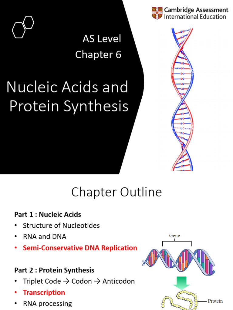 Nucleic Acids and Protein Synthesis Overview | PDF | Translation ...