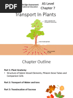 Plant Transport Systems Explained | PDF