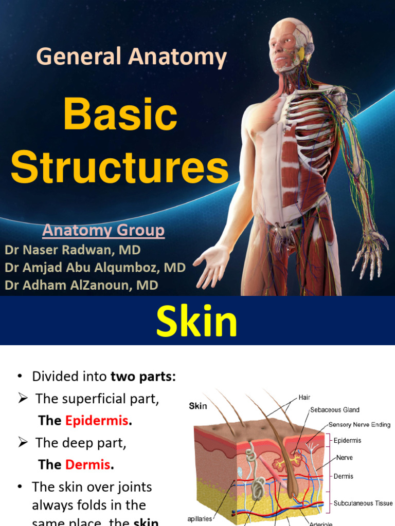 Basic Structures | PDF | Skin | Bone