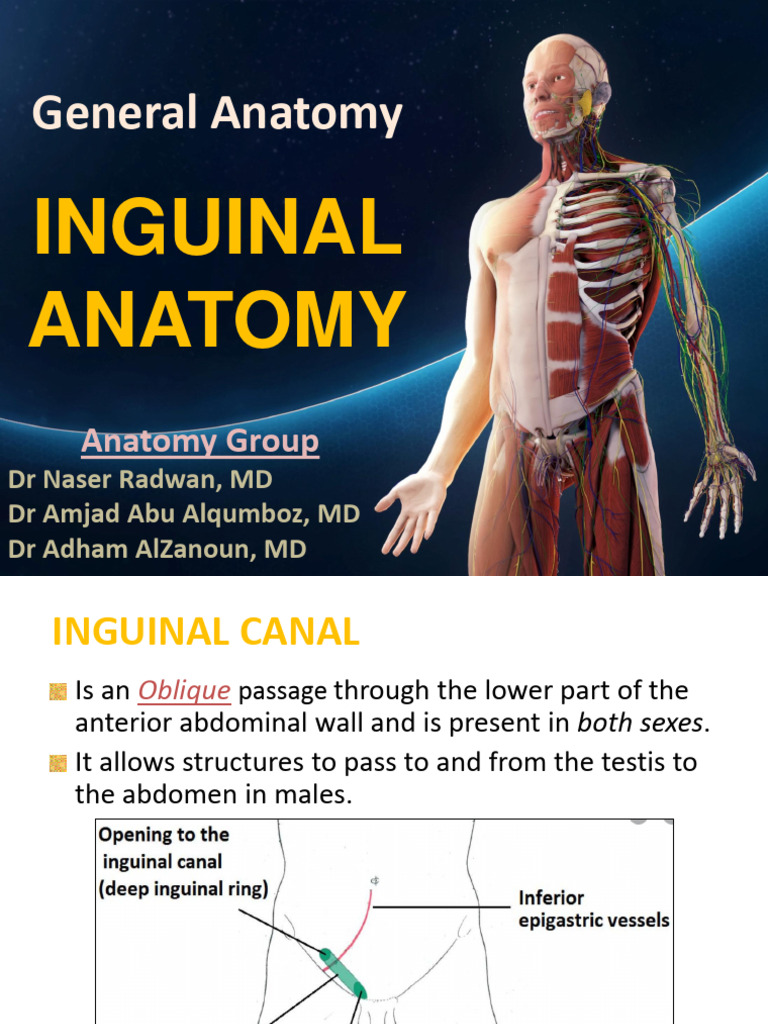 Inguinal Region | PDF