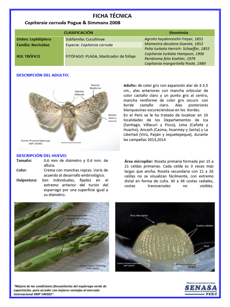 F.T.copitarsia 02 | PDF