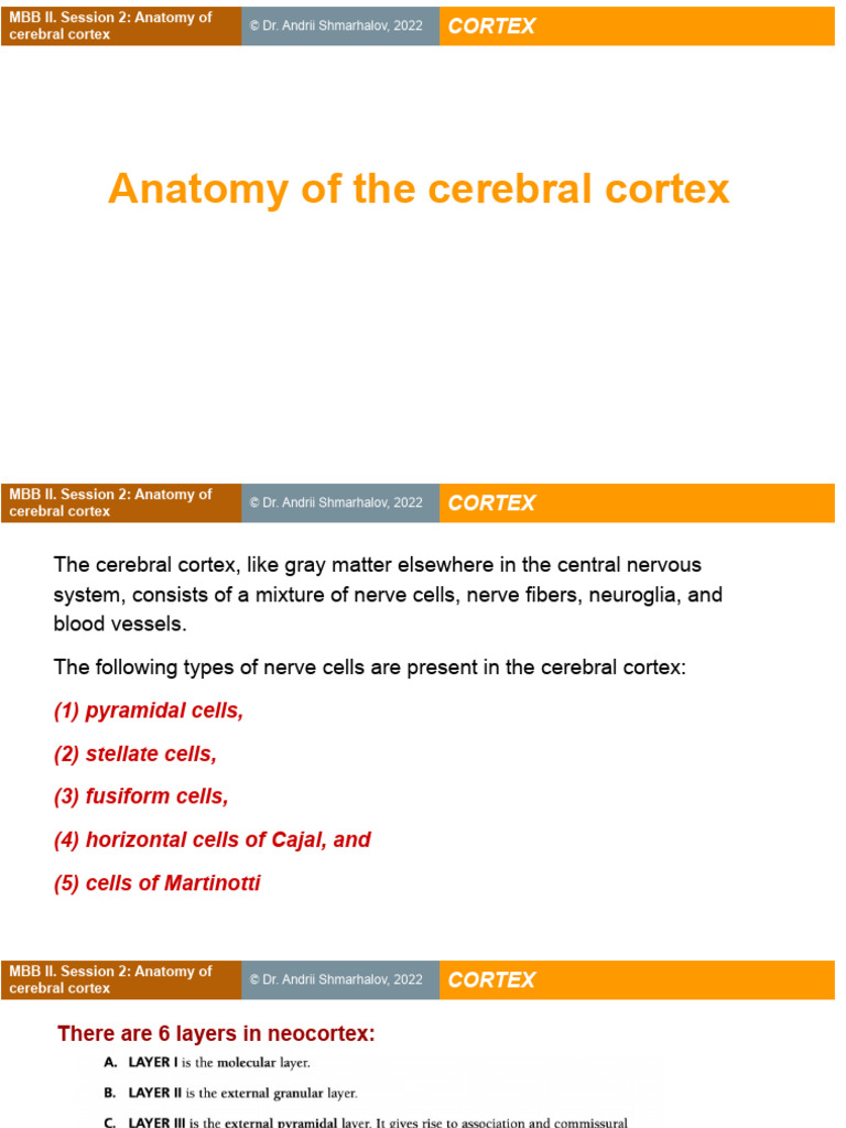 CORTEX | Download Free PDF | Cerebral Cortex | Pyramidal Cell