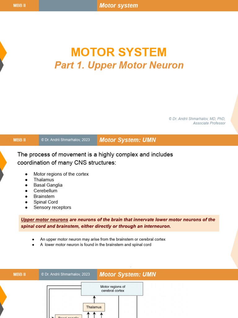Motor System - UMN | PDF | Motor Neuron | Spinal Cord