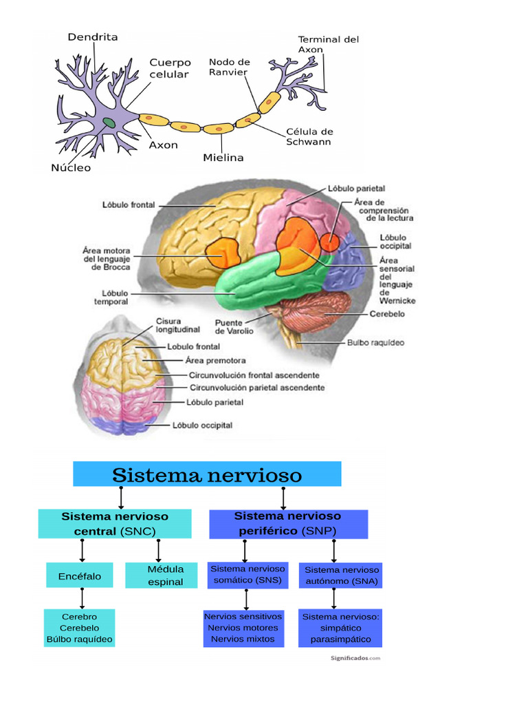 Sistema Nervioso y Neuronas | PDF | Sinapsis | Acetilcolina