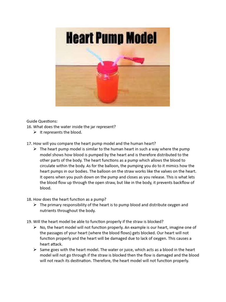 Heart Pump Model in Science | Download Free PDF | Heart | Lung