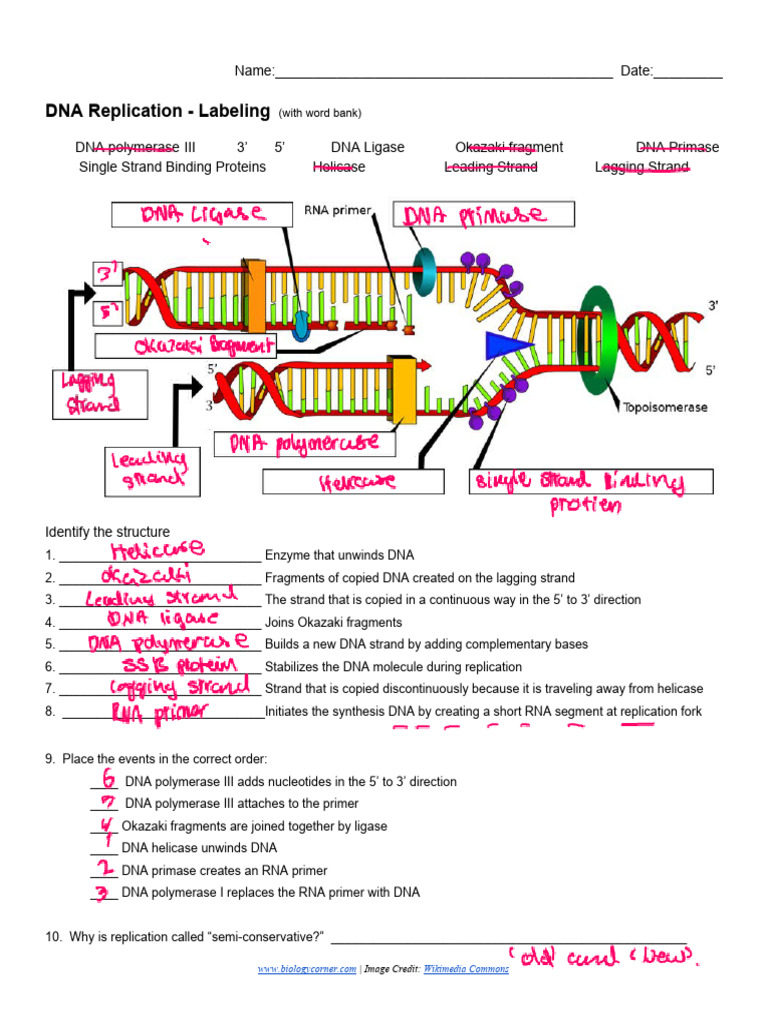 DNA Replication - Labeling | PDF