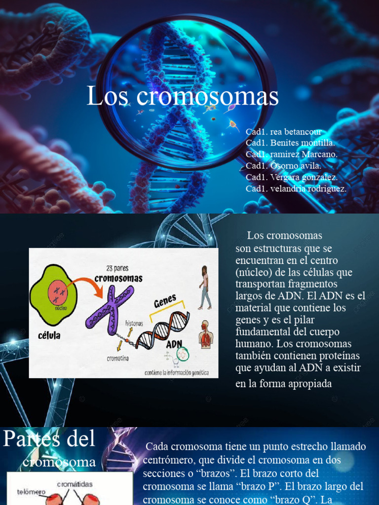 CROMOSOMAS | PDF