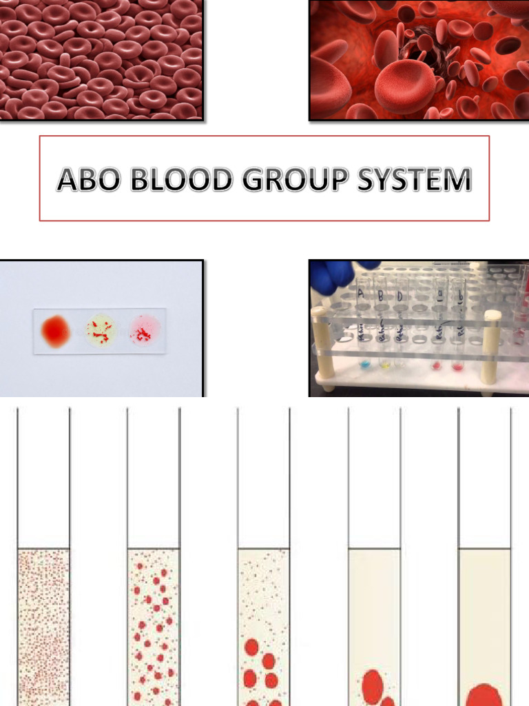 ABO BLOOD GROUP Part 1 | PDF | Blood Type | Anatomy