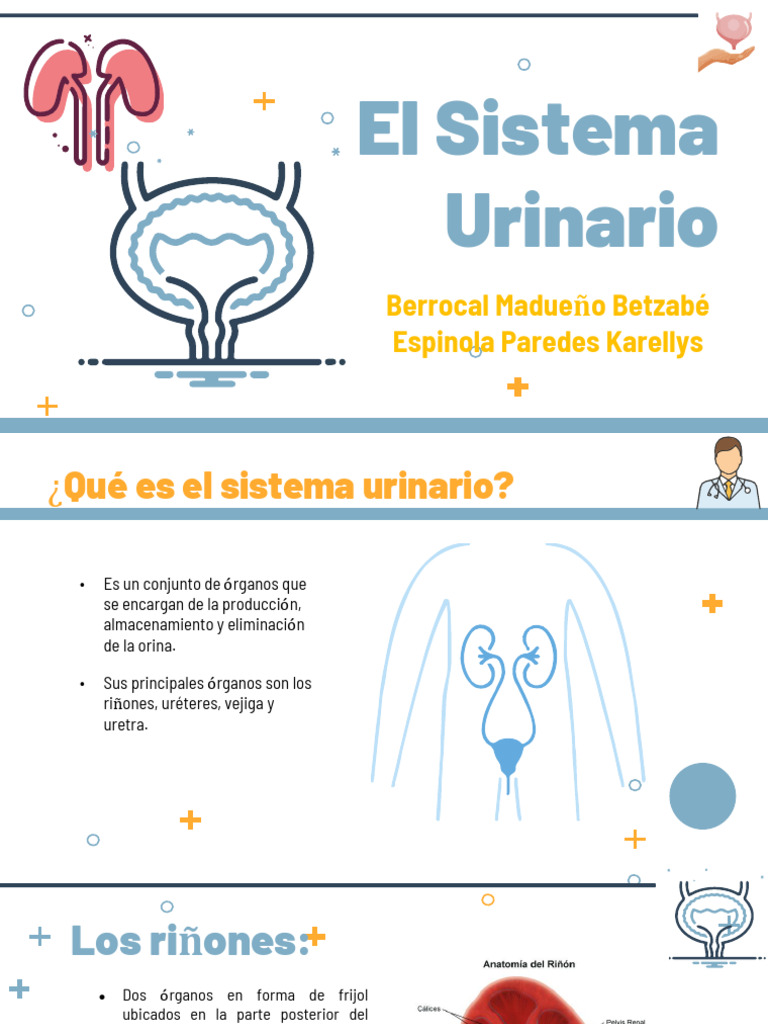 Sistema Urinario | PDF | Sistema urinario | Orina