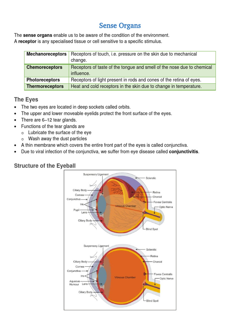 Sense Organs Notes For ICSE Class 10 Biology | PDF | Wellness | Science ...