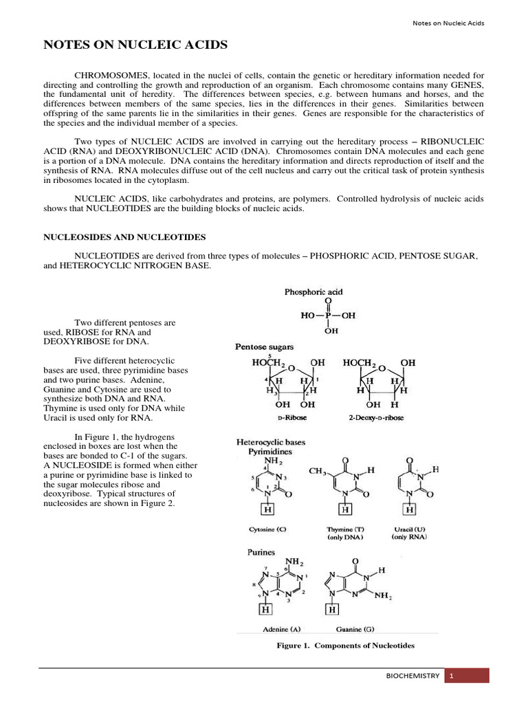 Notes On Nucleic Acids Pdf Nucleotides Rna