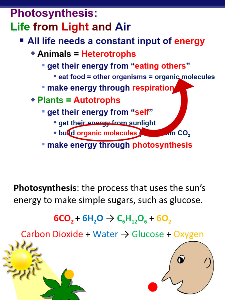 Photosynthesis - HANDOUT | PDF | Photosynthesis | Photochemistry