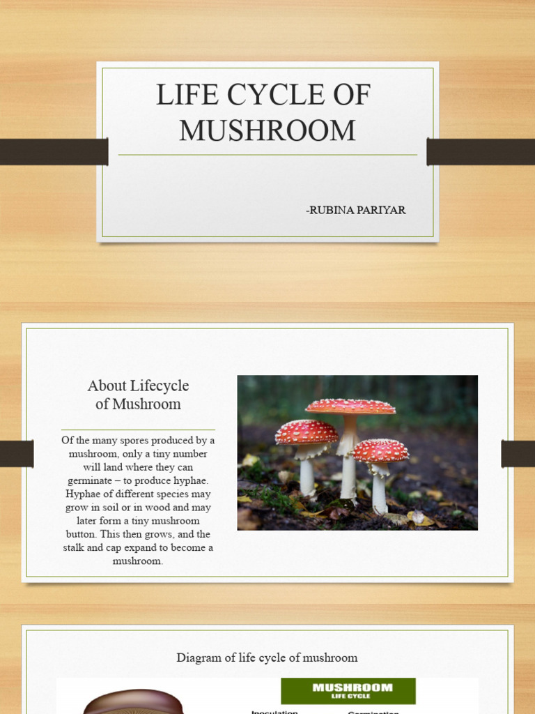 Mushroom | PDF