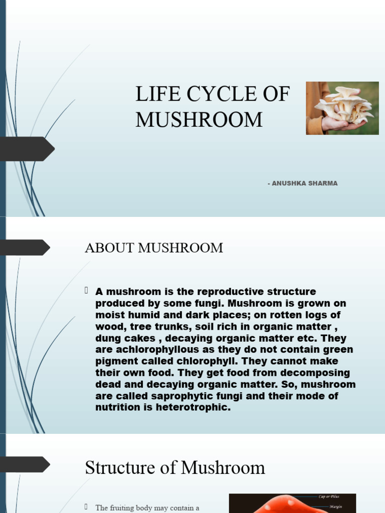 Life Cycle of Mushrooms Explained | PDF | Fungus | Mushroom