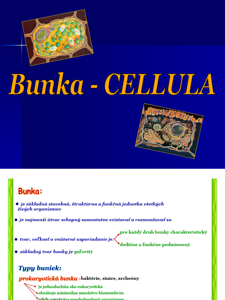 EukaryotickÃ¡ Bunka 3 | PDF
