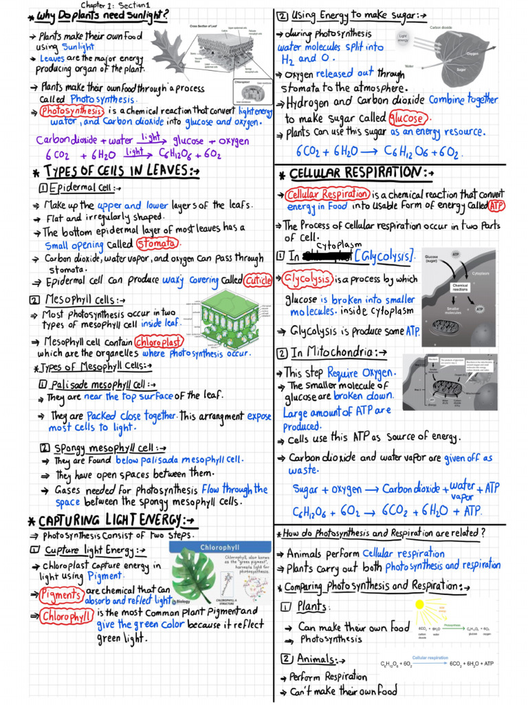 Chapter 3 Lesson 1 Photosynthesis and Cellular Respiration | PDF