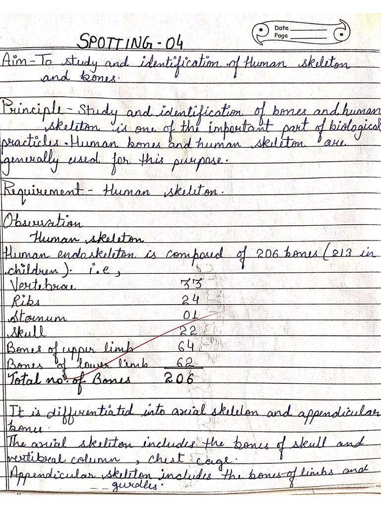 11pcb, Spotting Skeleton | PDF