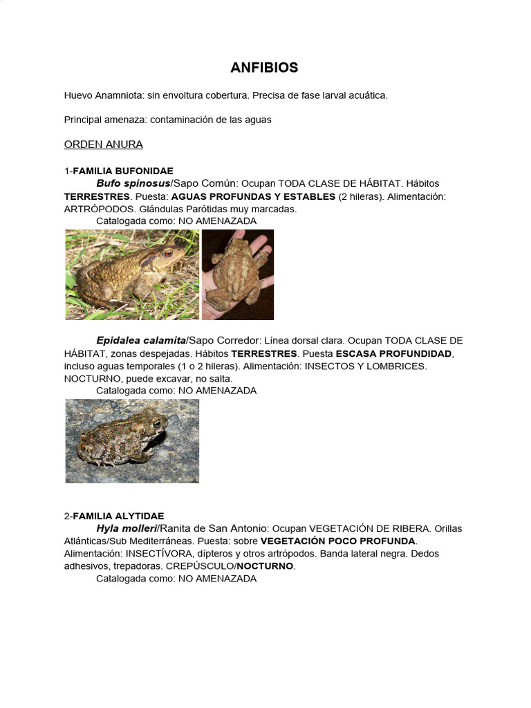 ANFIBIOS | PDF | Vertebrados De Europa | Tetrápodos