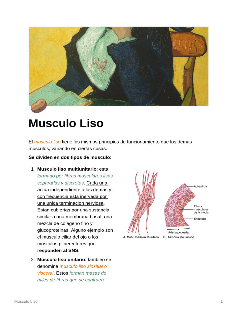 Musculo Liso | PDF | Músculo esquelético | Contracción muscular
