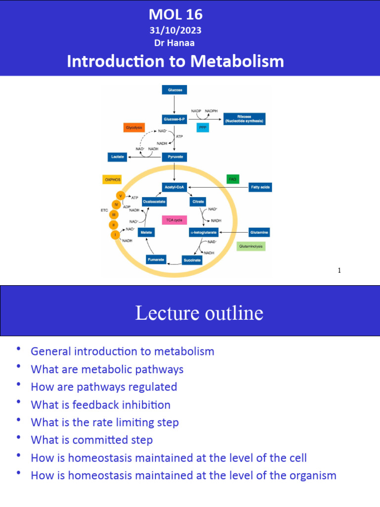 16 Hf 114 Introduction To Metabolism 2 Pdf Metabolic Pathway