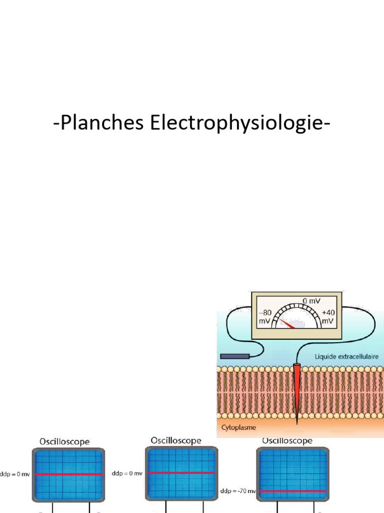 Planches Electrophysiologie | PDF | Membrane cellulaire | Biochimie