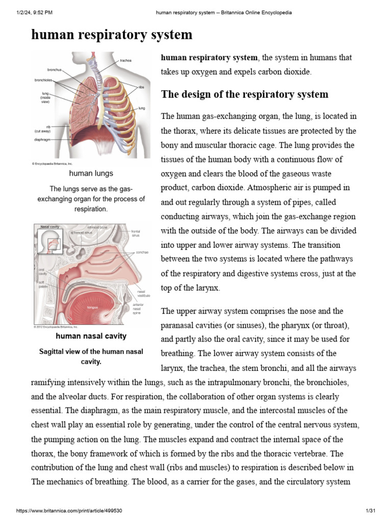 Human Respiratory System - Britannica Online Encyclopedia | Download ...