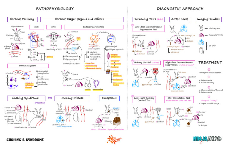 Endocrinology Pathology - 007) Cushing's Syndrome (Illustrations - Key ...