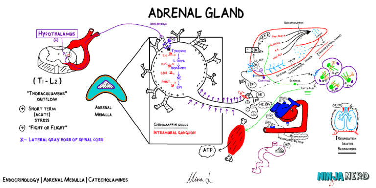 Endocrine Physiology) 15. Adrenal Medulla - Catecholamines - Key | PDF | Adrenal Gland | Anatomy