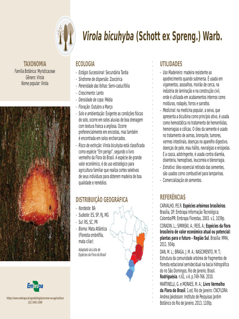 Site Arvores Ficha 78 Virola Bicuhyba | PDF | Madeira | Botânica