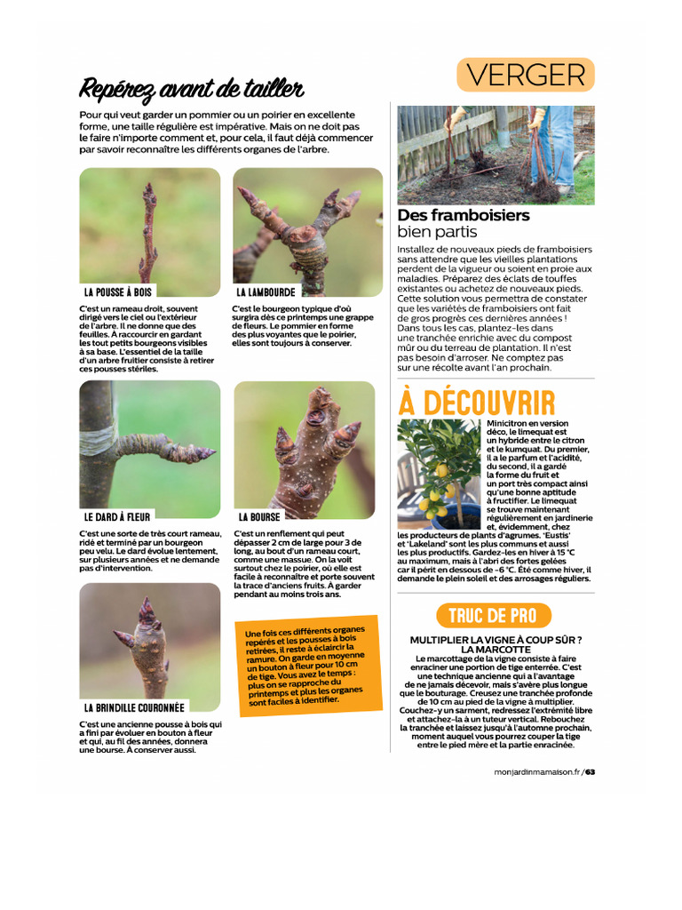 Bourgeons Fruitiers | PDF