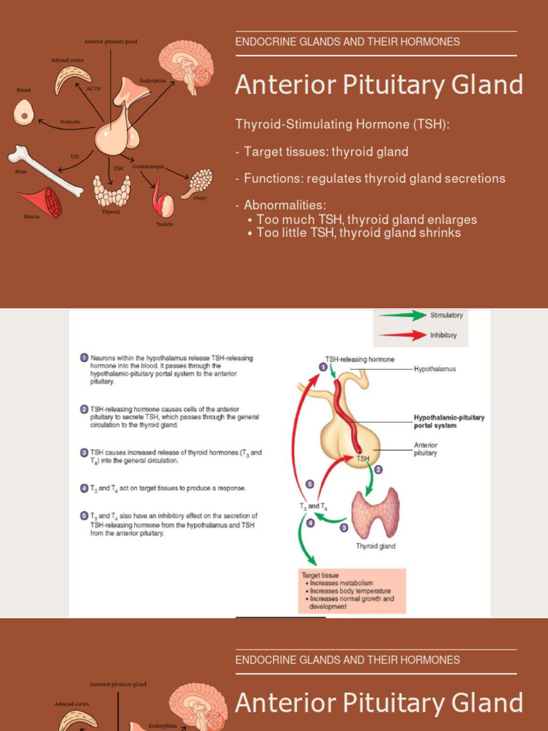 Endocrine System Part 2 | PDF | Endocrine System | Adrenal Gland