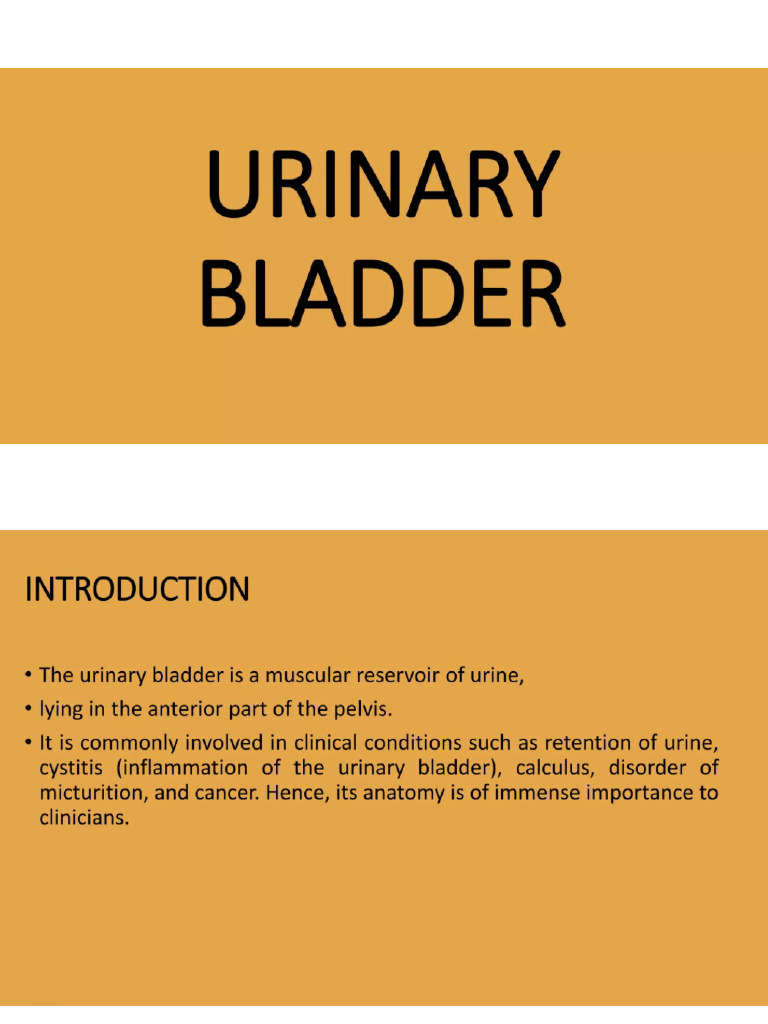 Bladder | PDF