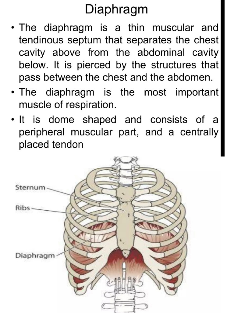 Diaphragm | PDF