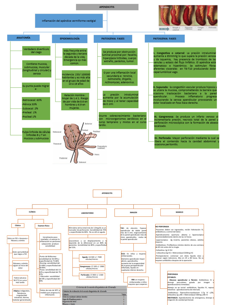 APENDICITIS | PDF | Enfermedades y trastornos | Ciencias de la Salud