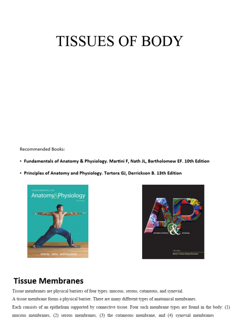 Introduction To Anatomy (Lec 7) | PDF | Axon | Neuron