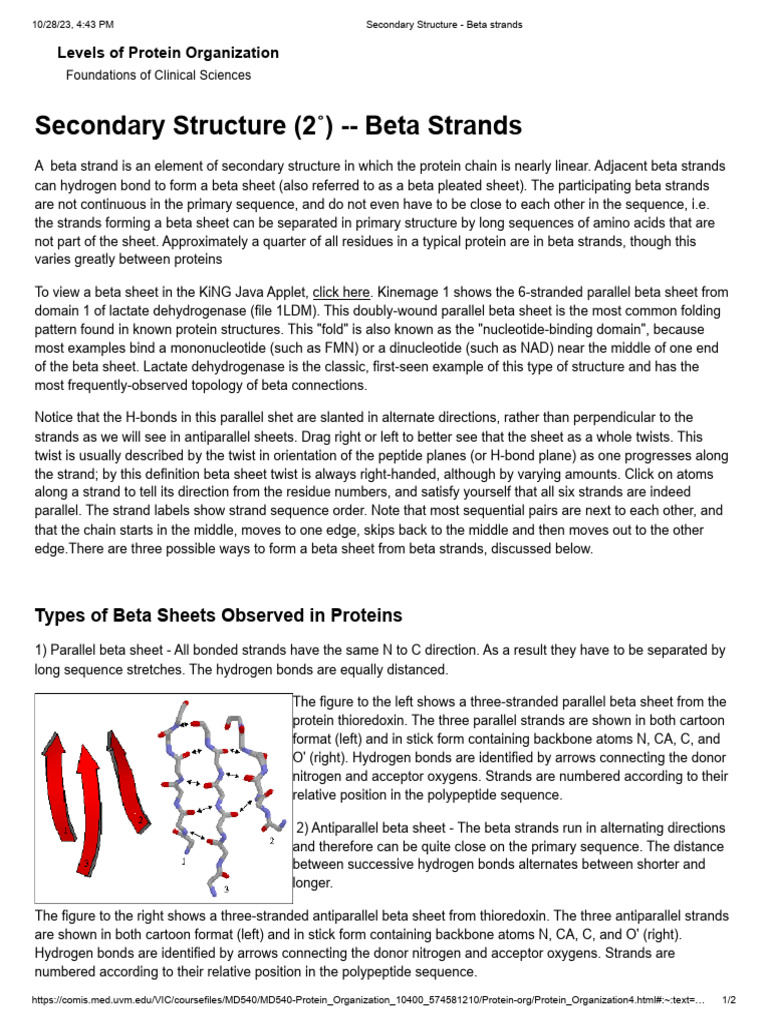 Secondary Structure - Beta Strands | PDF | Beta Sheet | Biology