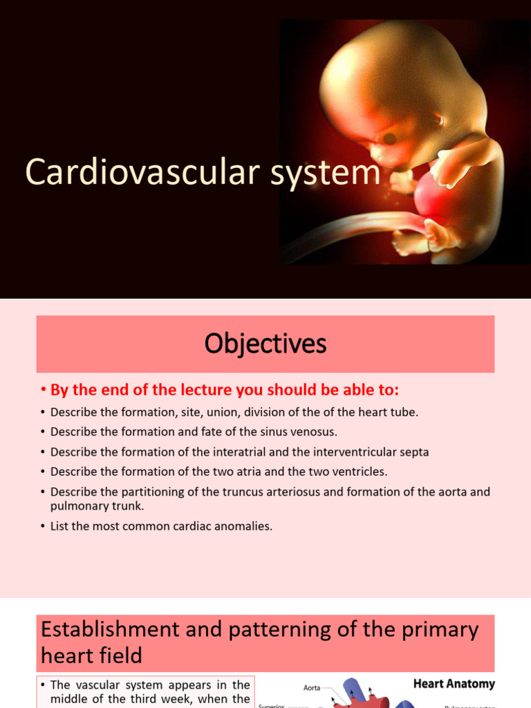 Cardiovascular System | PDF | Atrium (Heart) | Vein