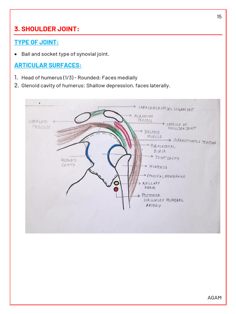 Shoulder Joint | PDF | Shoulder | Limbs (Anatomy)