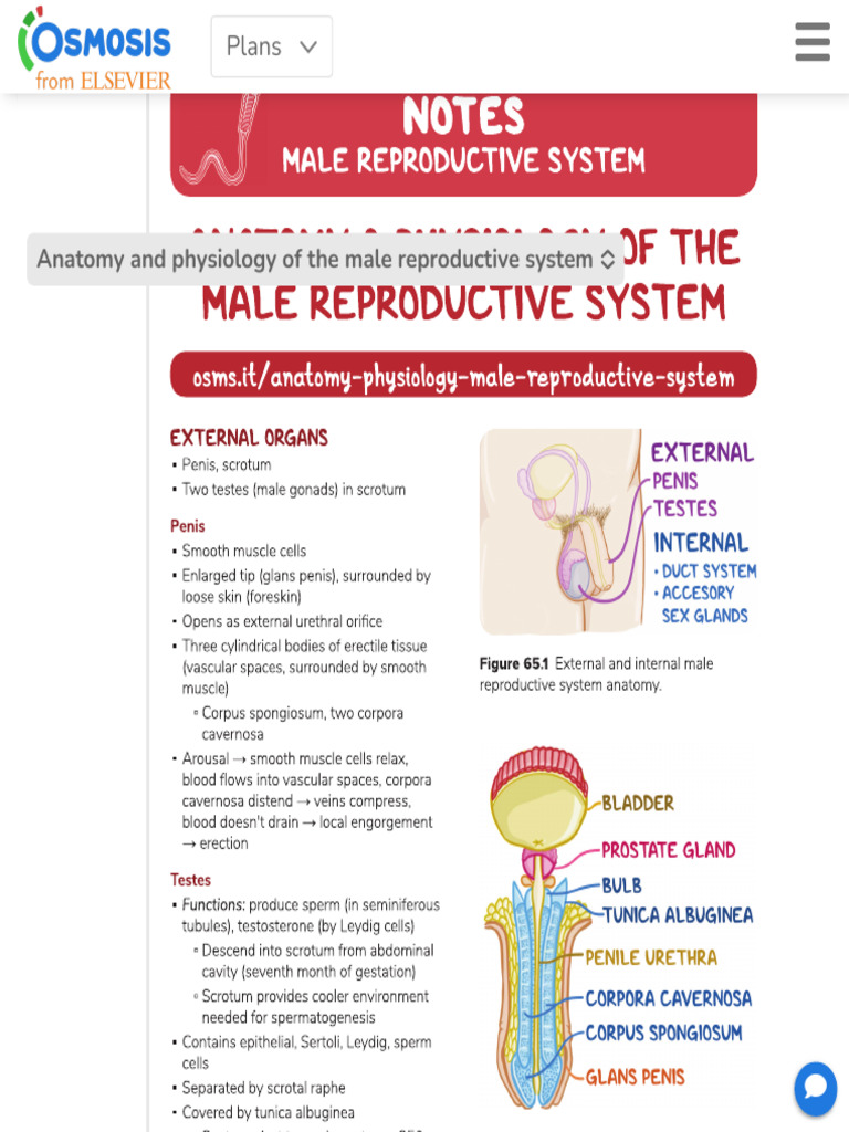 Male Reproductive System Guide | PDF