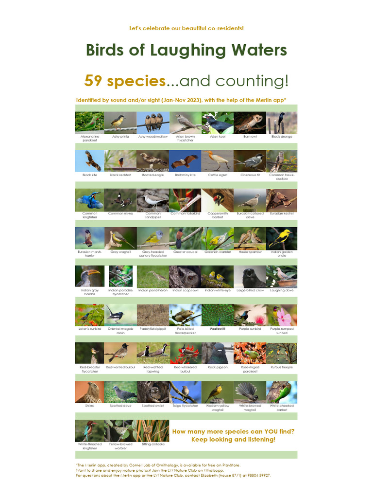 Bird Species in Laughing Waters | PDF | Eurasia | Birds Of Asia
