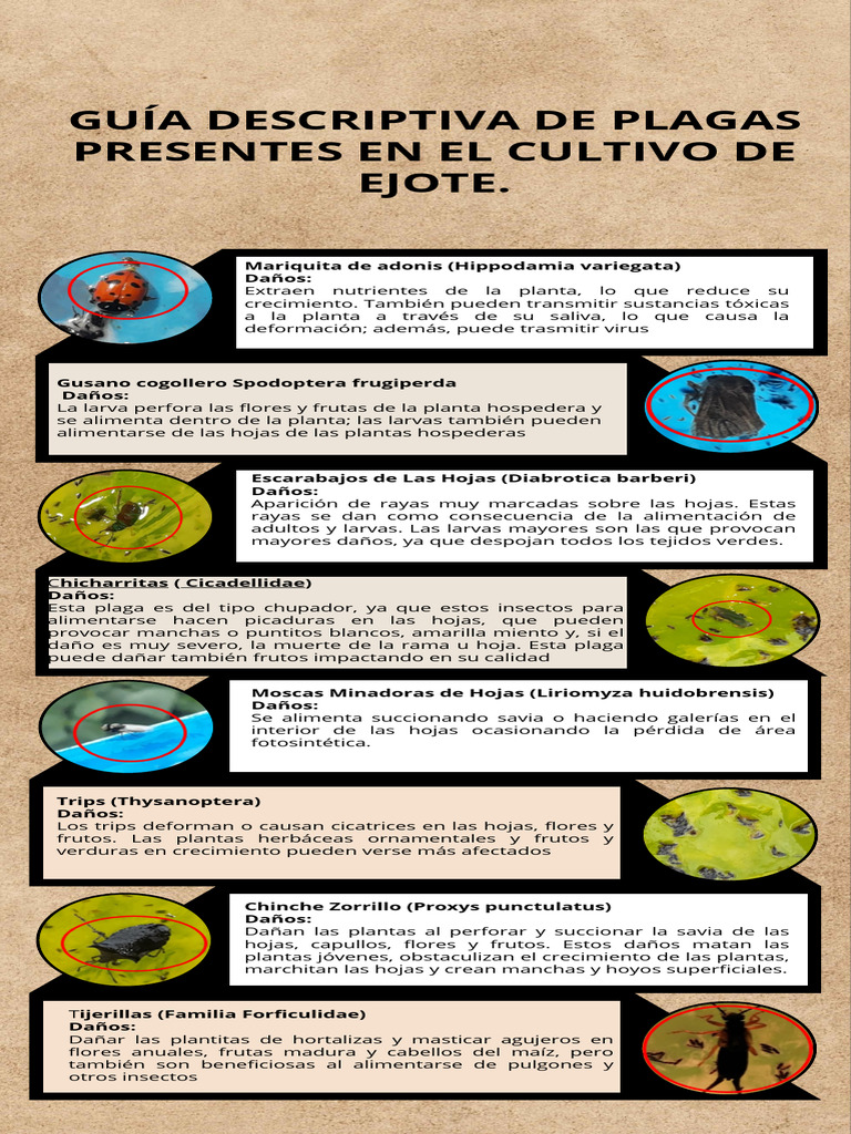 Plagas Comunes en el Cultivo de Ejote | PDF | Plantas | Insectos