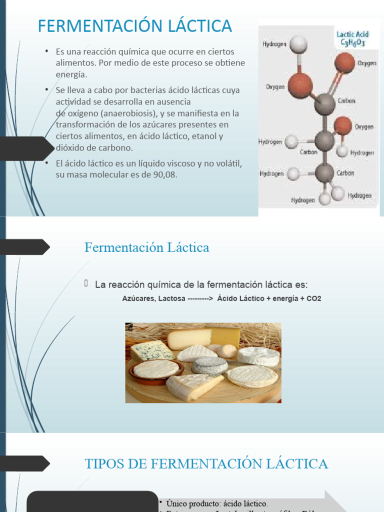 Fermentación Láctica | PDF | Fermentación | Yogur