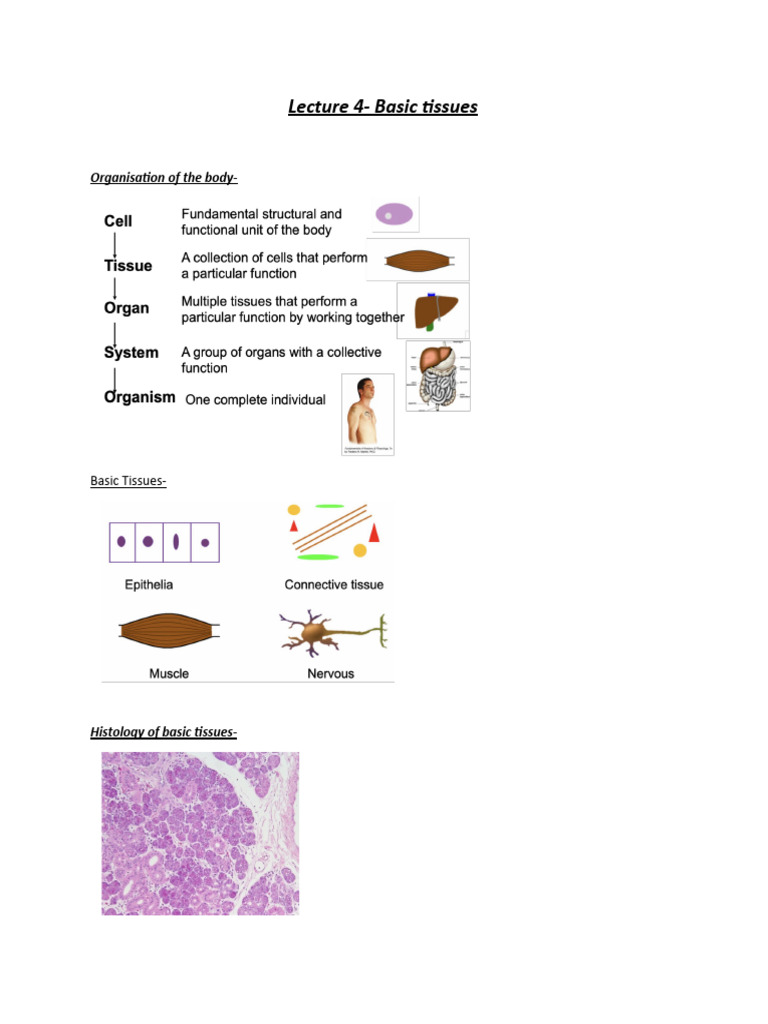 Lecture 4 - Basic Tissues | PDF Lecture 4 - Basic Tissues | PDF