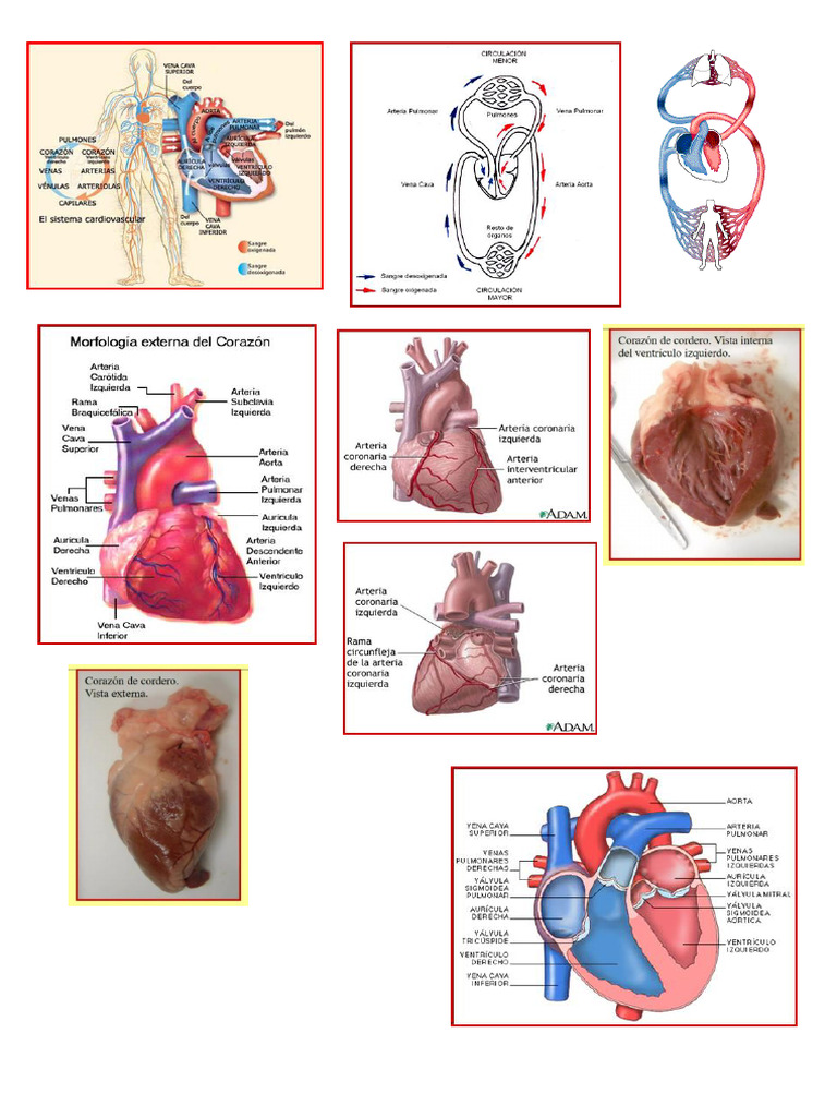 Anatomía Del Corazón | PDF