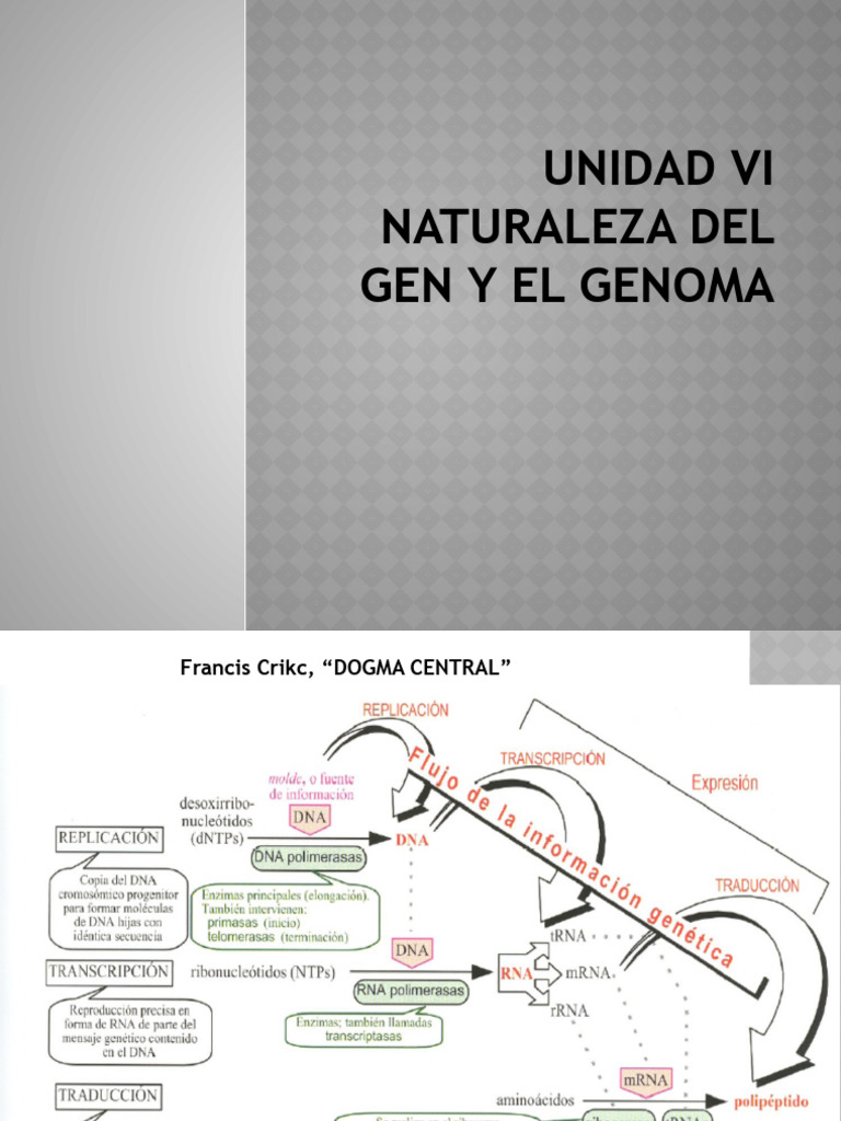Unidad VI Naturaleza Del Gen y El Genoma | PDF | Cromatina | Adn